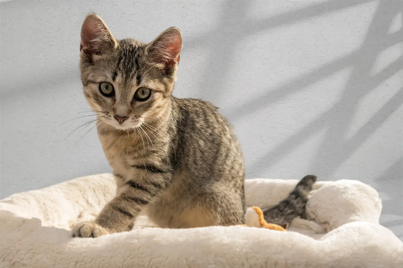 Le chaton 3 semaines : les informations clés à savoir