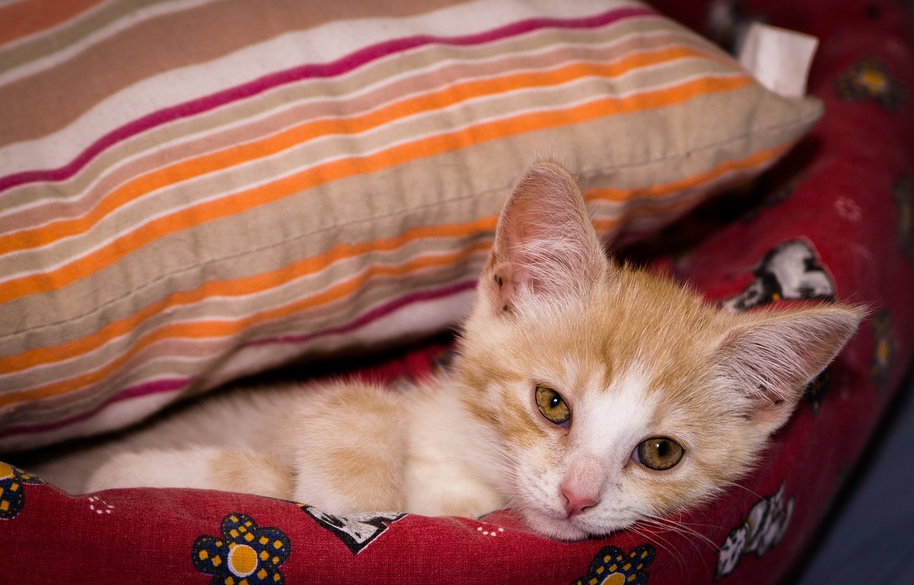 Que faire si mon chat a les oreilles chaudes