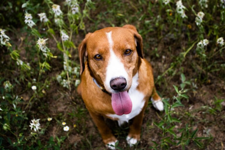 Donner son chien. Les critères à respecter – Animal Sace