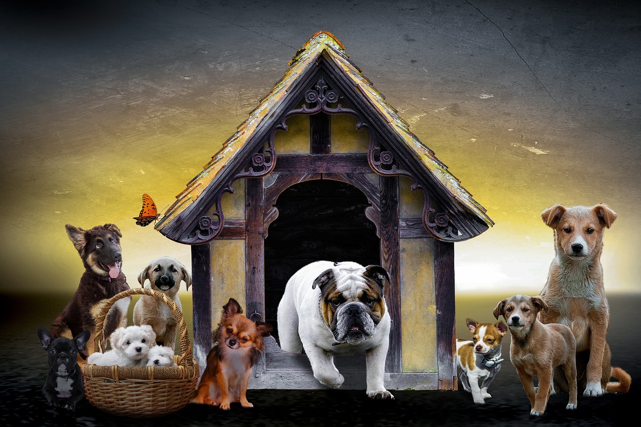 Niches et cages pour chiens : tout savoir pour le confort et le bien ...