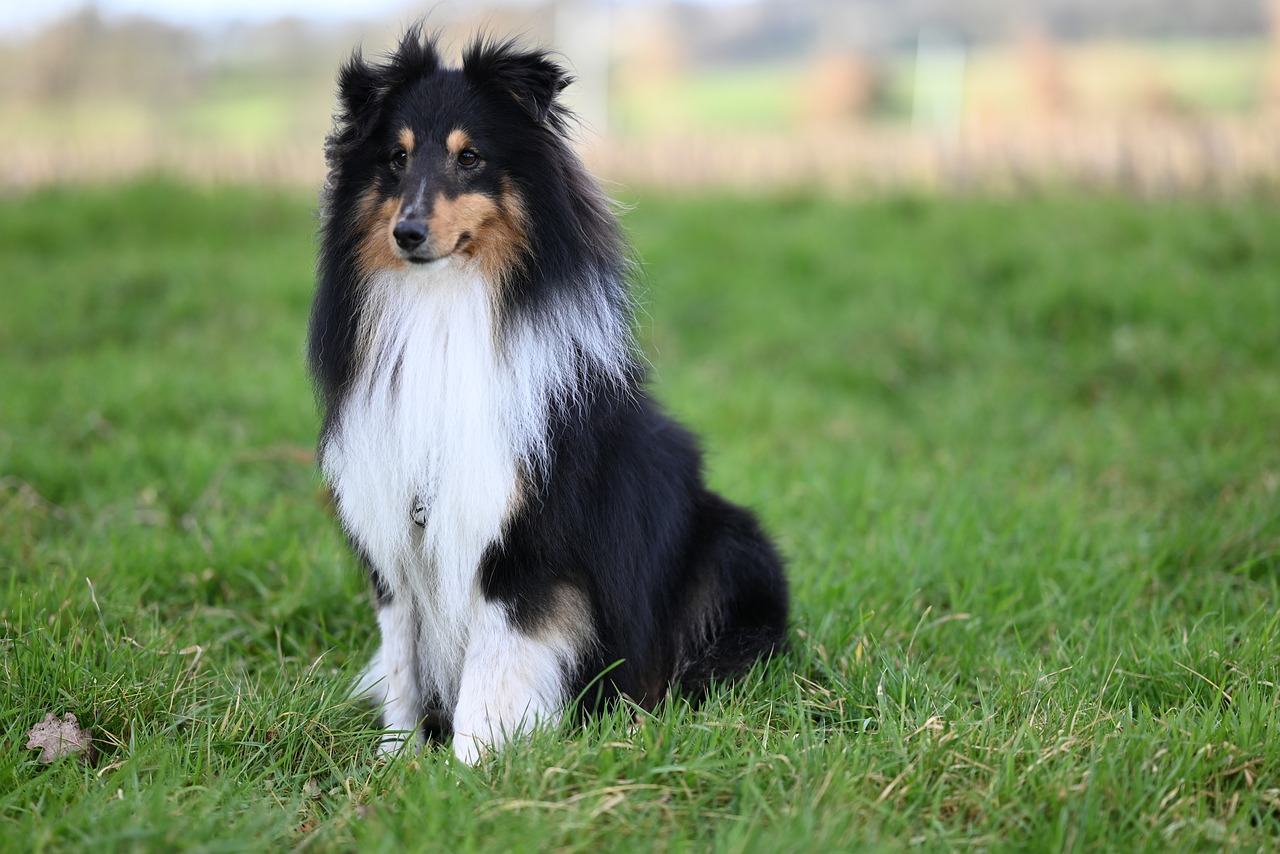 Découvrez le monde fascinant des chiens et leur amour inconditionnel