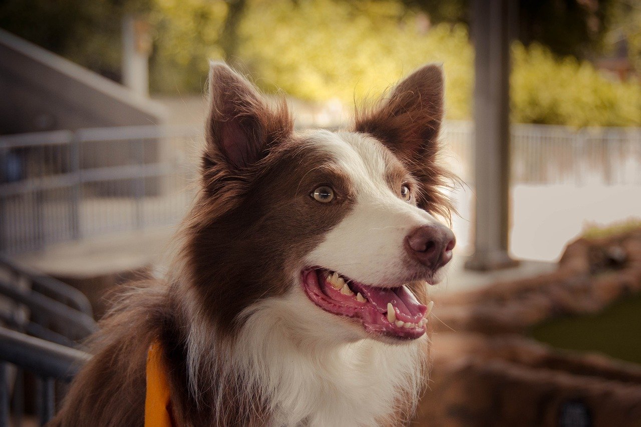 Tout savoir sur les chaleurs chez le chien